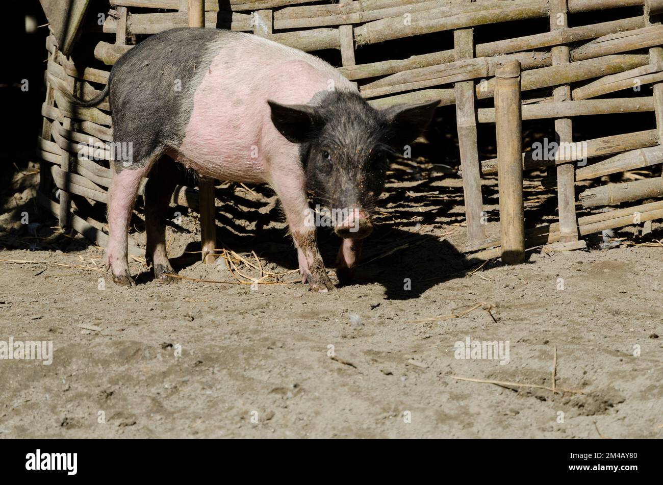 Pig in front of a house in a Deori village. Major Deori , India Stock ...