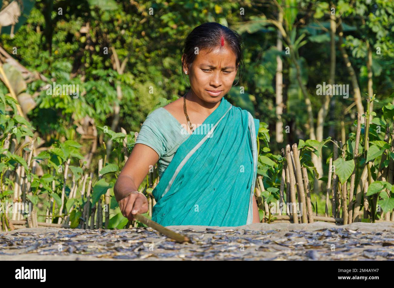 Women of the Deori-Tribe drying fish in Major Deori village. Major ...