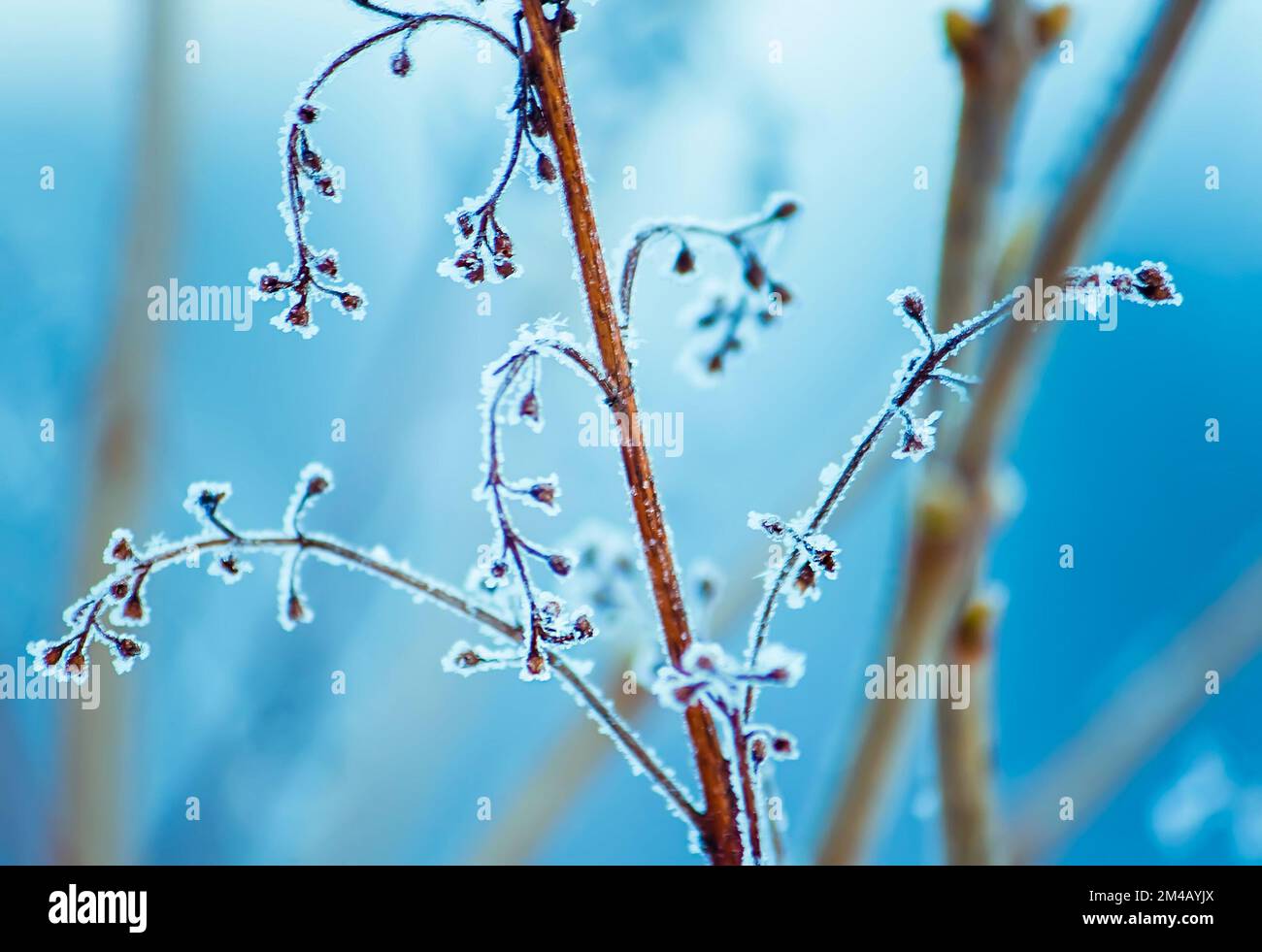 Seasonal nature background. Winter nature details Stock Photo - Alamy