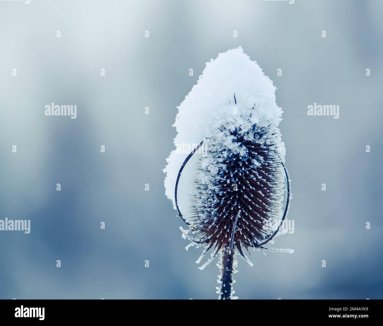 Seasonal nature background. Winter nature details Stock Photo - Alamy