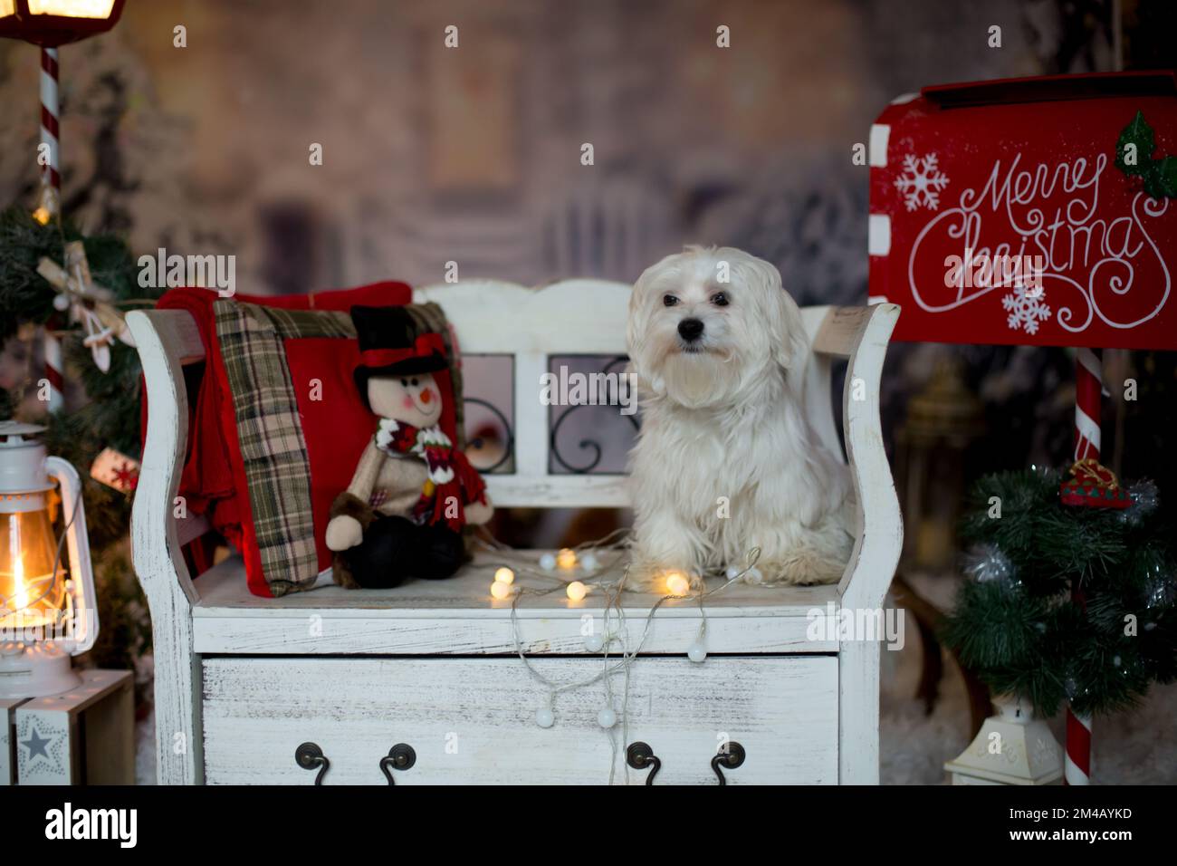 Little maltese puppy dog, sitting on a bench with christmas decoration ...