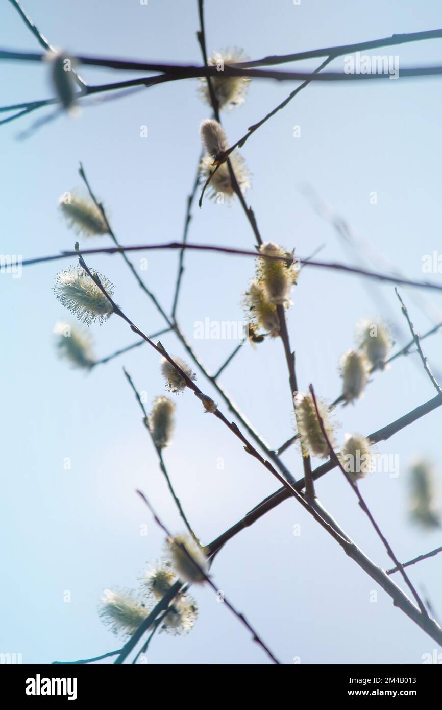 Willow tree branches on spring sky background Stock Photo - Alamy