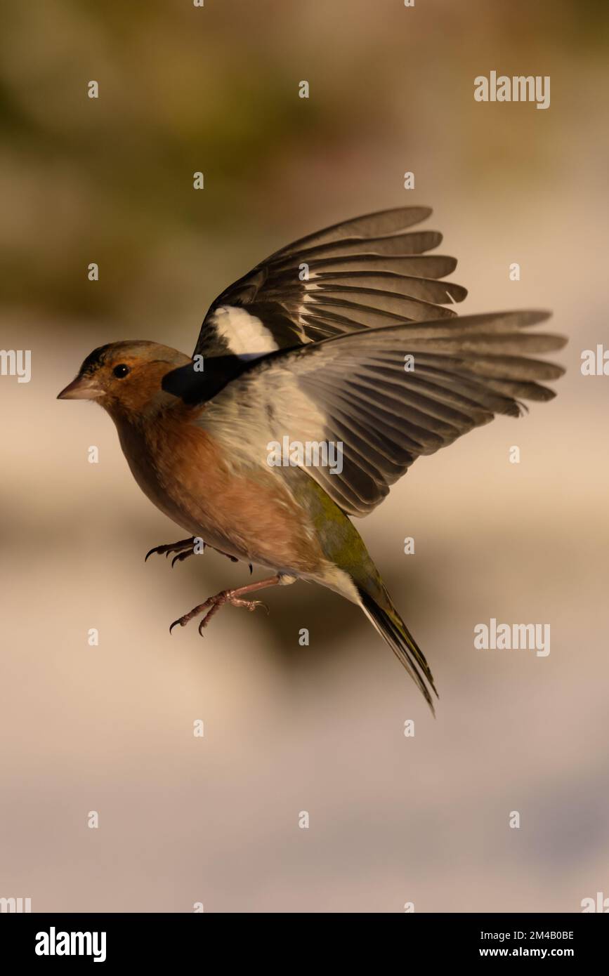 Male Chaffinch in Flight Portrait View Stock Photo - Alamy