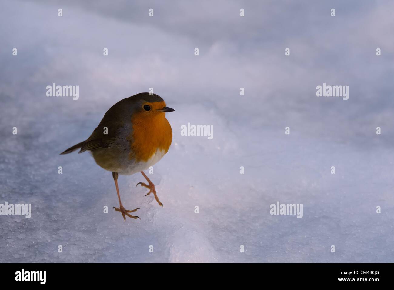 Robin in snow hi-res stock photography and images - Alamy