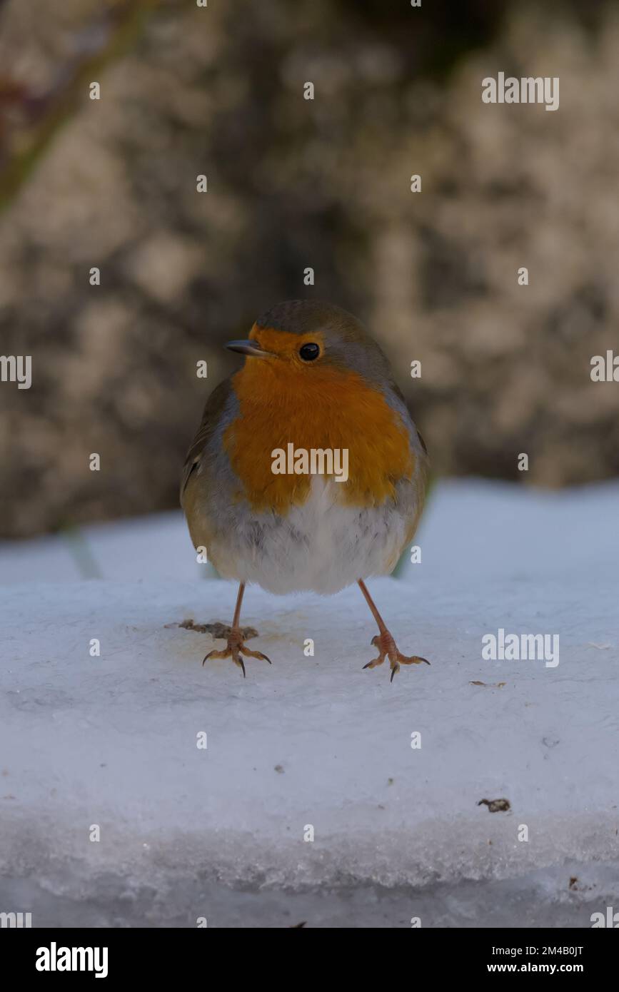Robin in Snow with Grey Wall Behind Portrait View Stock Photo - Alamy
