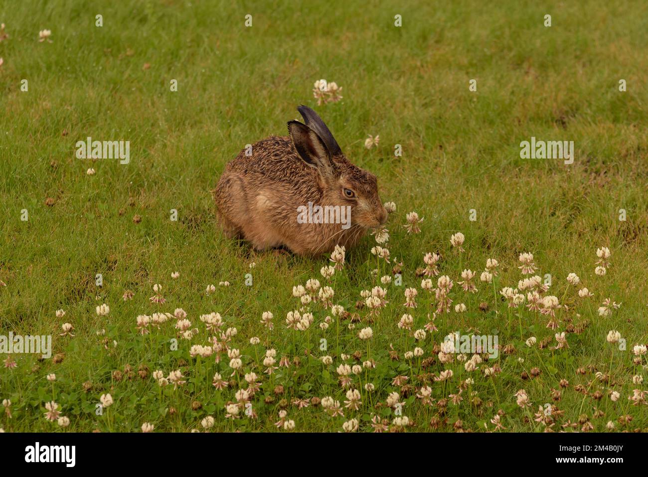 Scottish Wild Brown Hare Eating Clover Stock Photo - Alamy