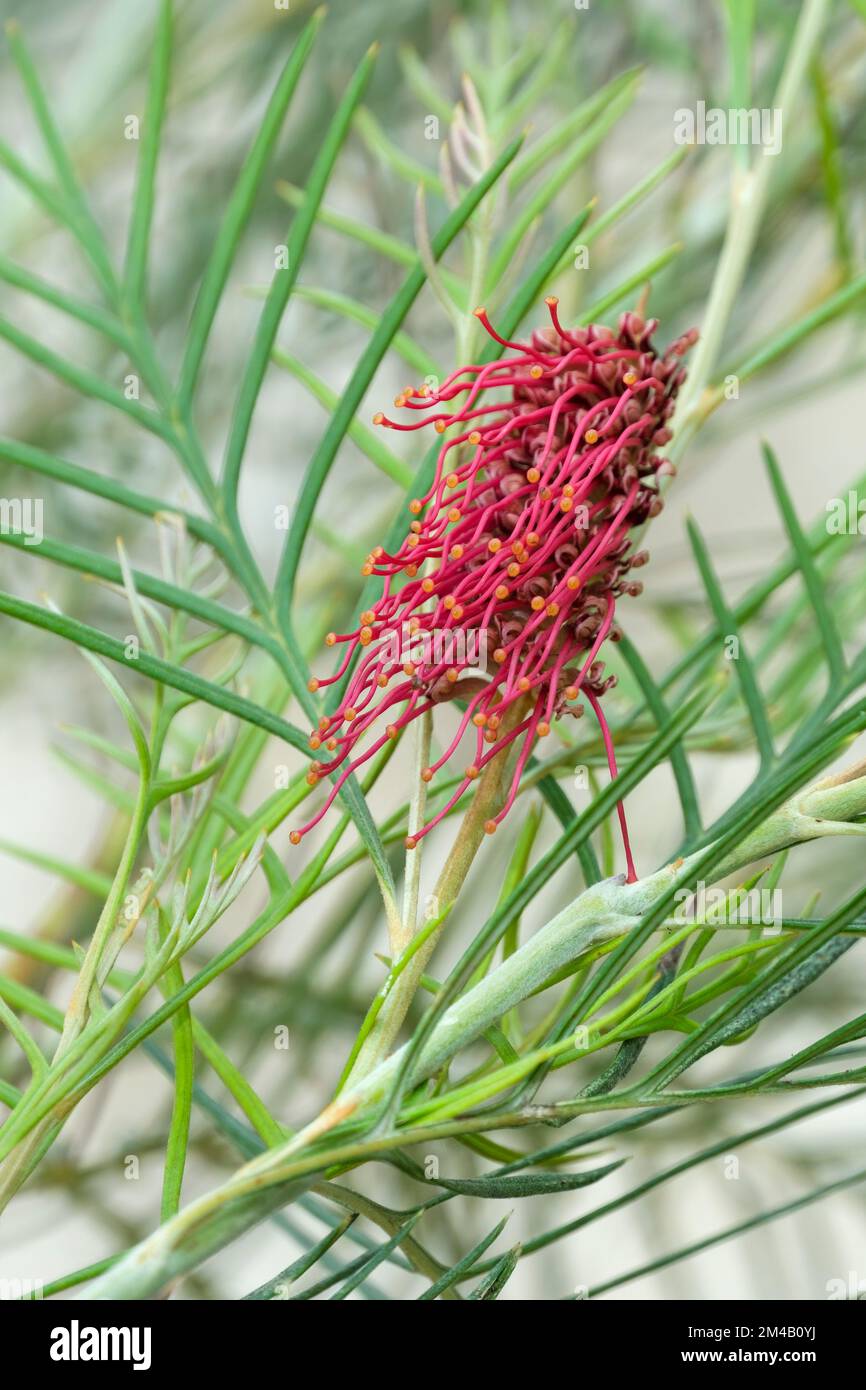 Grevillea 'Red Hooks', long toothbrush-like red flower head Stock Photo ...