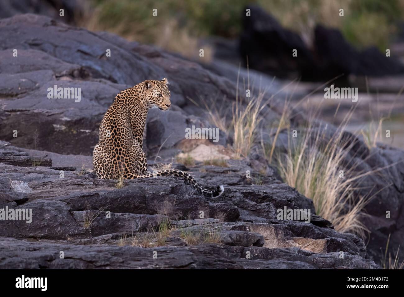 A leopardess sits on a rock, looking back and waits for her cubs, Masai ...