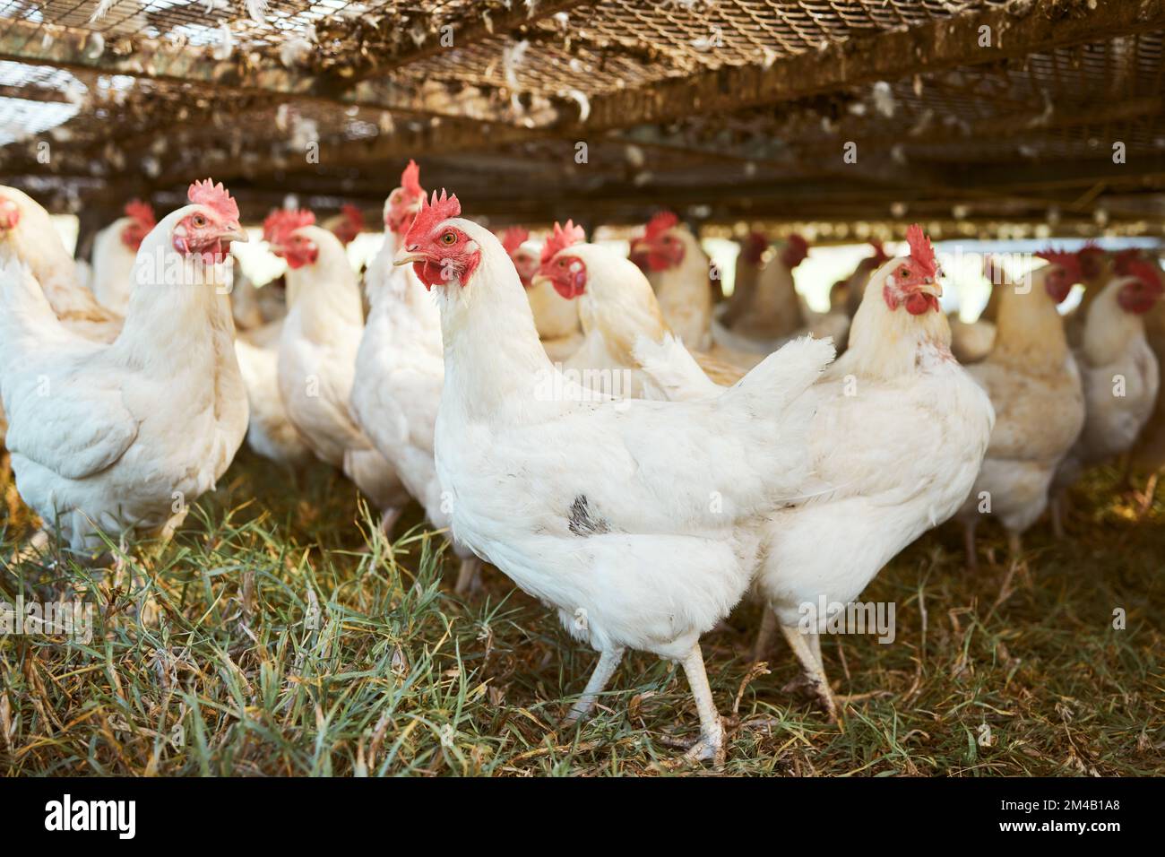 Sustainability, agriculture and chicken on an empty farm for free range ...