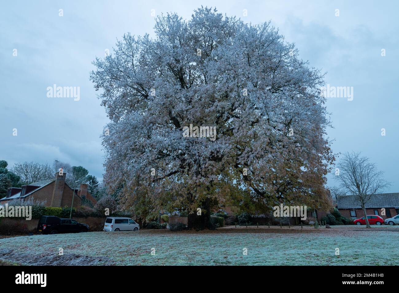 Large oak tree in suburban location Stock Photo - Alamy