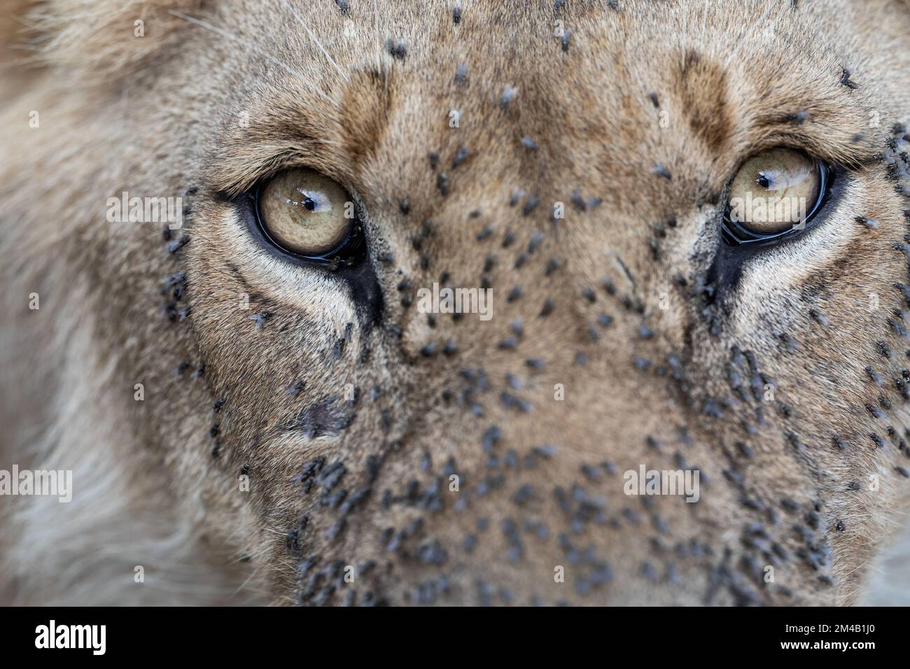 Close up of a lion with millions of flies on his face, around his eyes ...