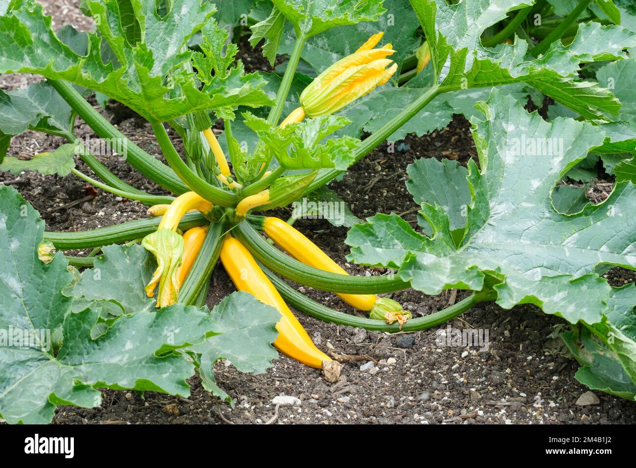 Cucurbita pepo Orelia, courgette Orelio, yellow flowers, slender ...