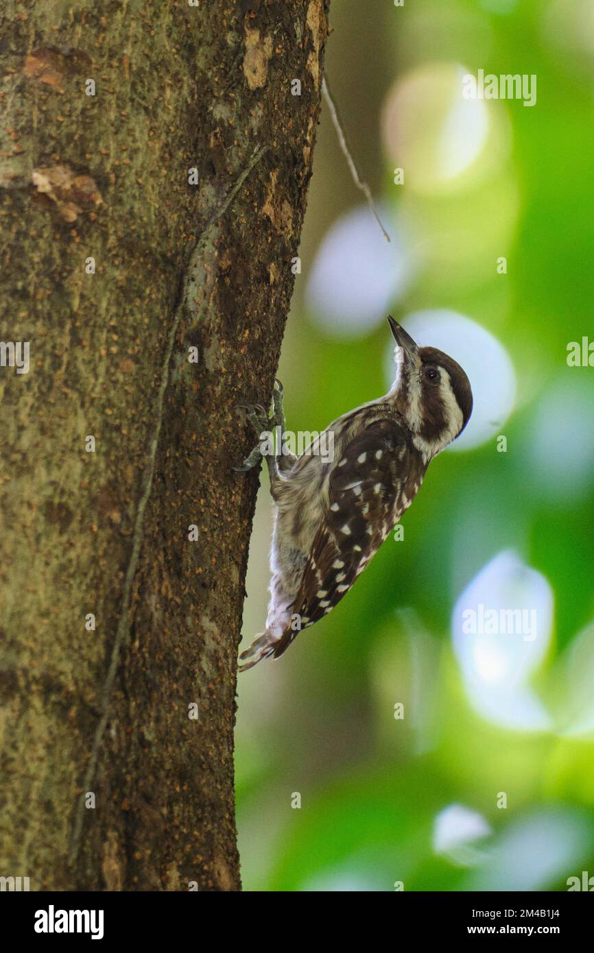 Sunda woodpecker hi-res stock photography and images - Alamy