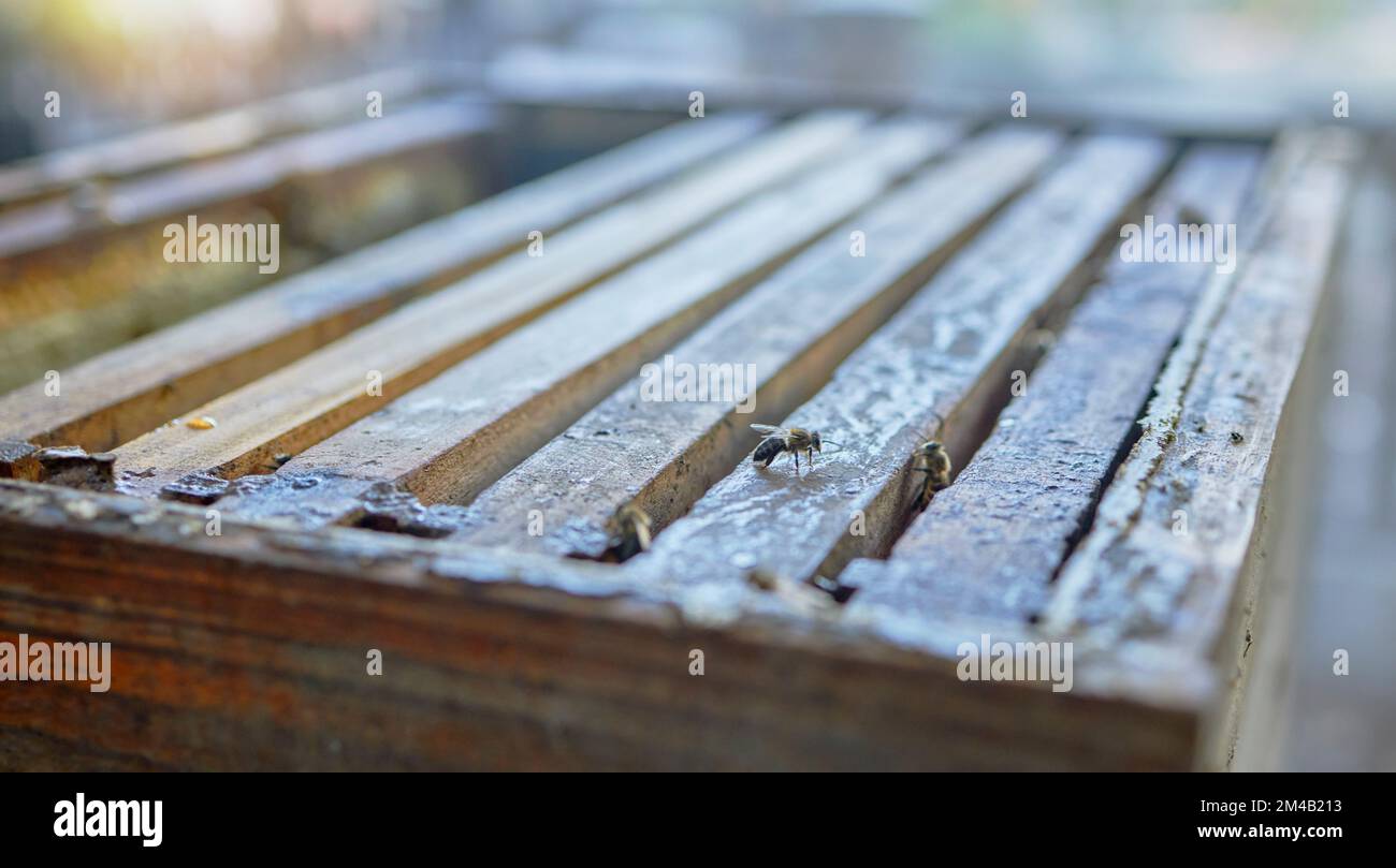 Bees, beekeeping and farm with wood box for honey production, natural ...