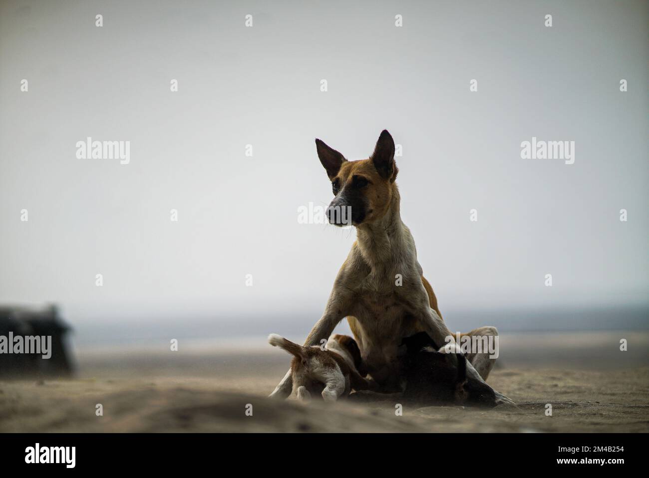 Aspin dog hi-res stock photography and images - Alamy