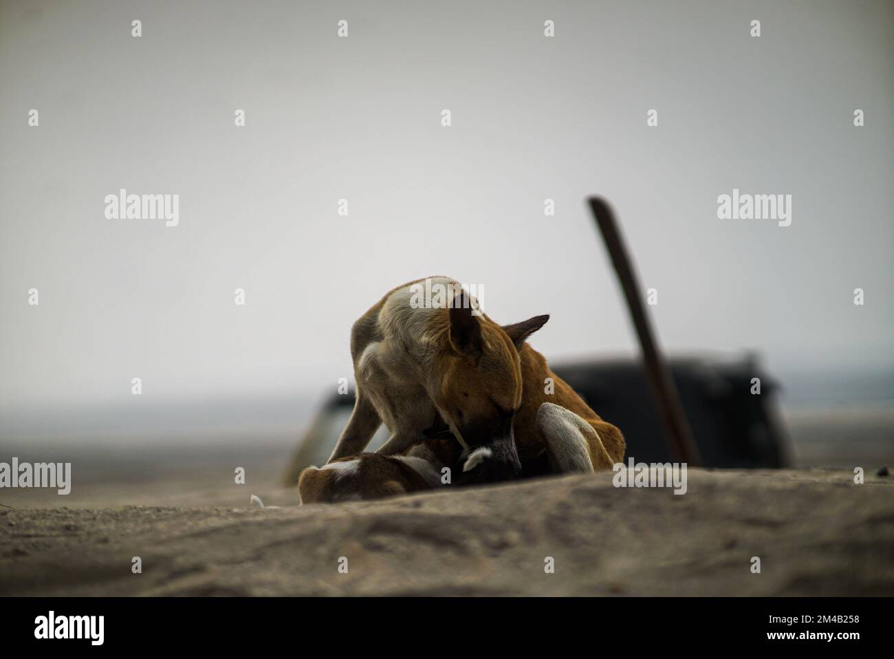Aspin dog hi-res stock photography and images - Alamy