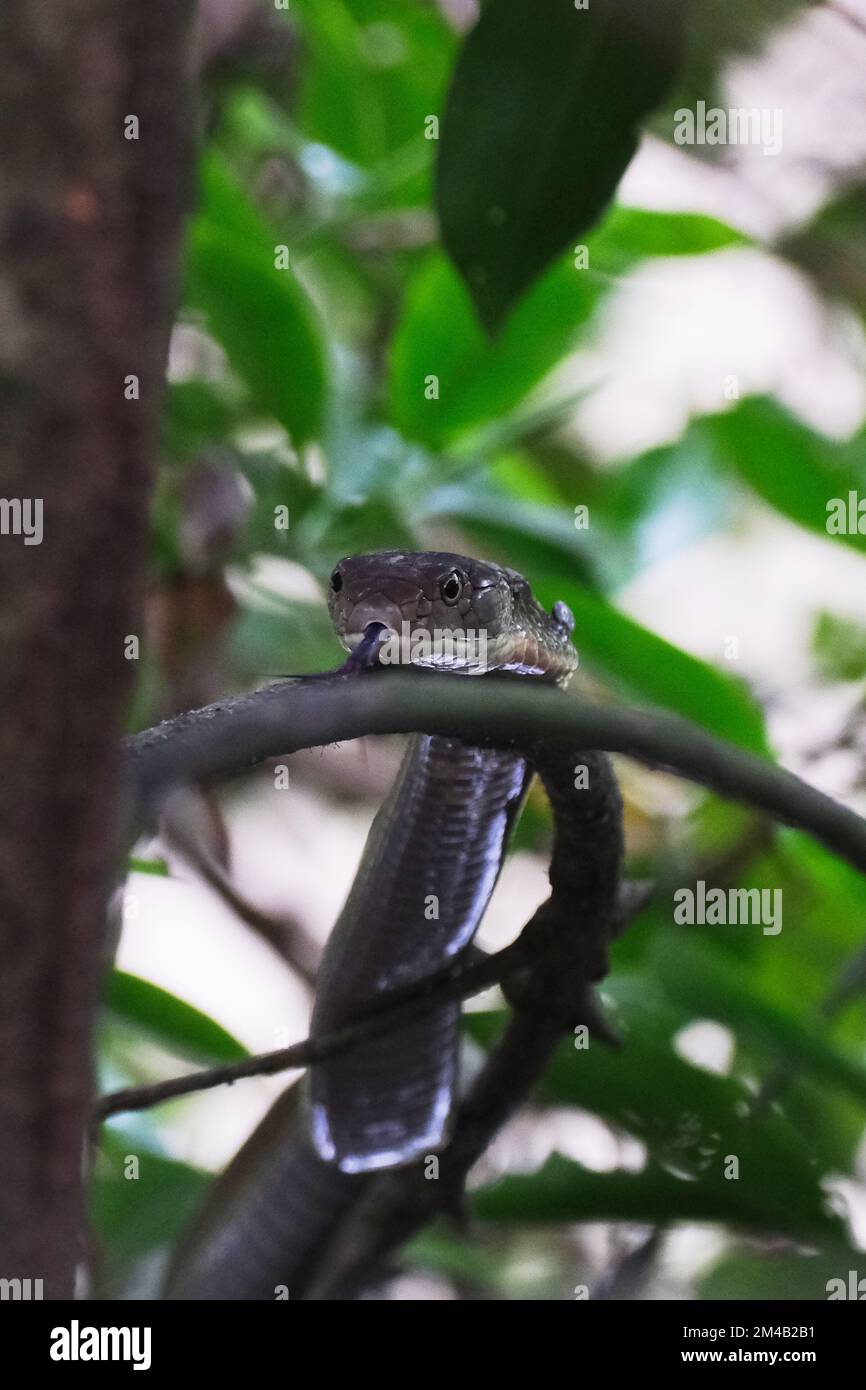 A vertical shot of King cobra snake on tree branch in the jungle Stock ...
