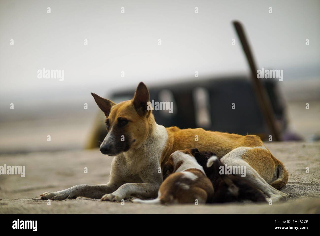 Aspin dog hi-res stock photography and images - Alamy