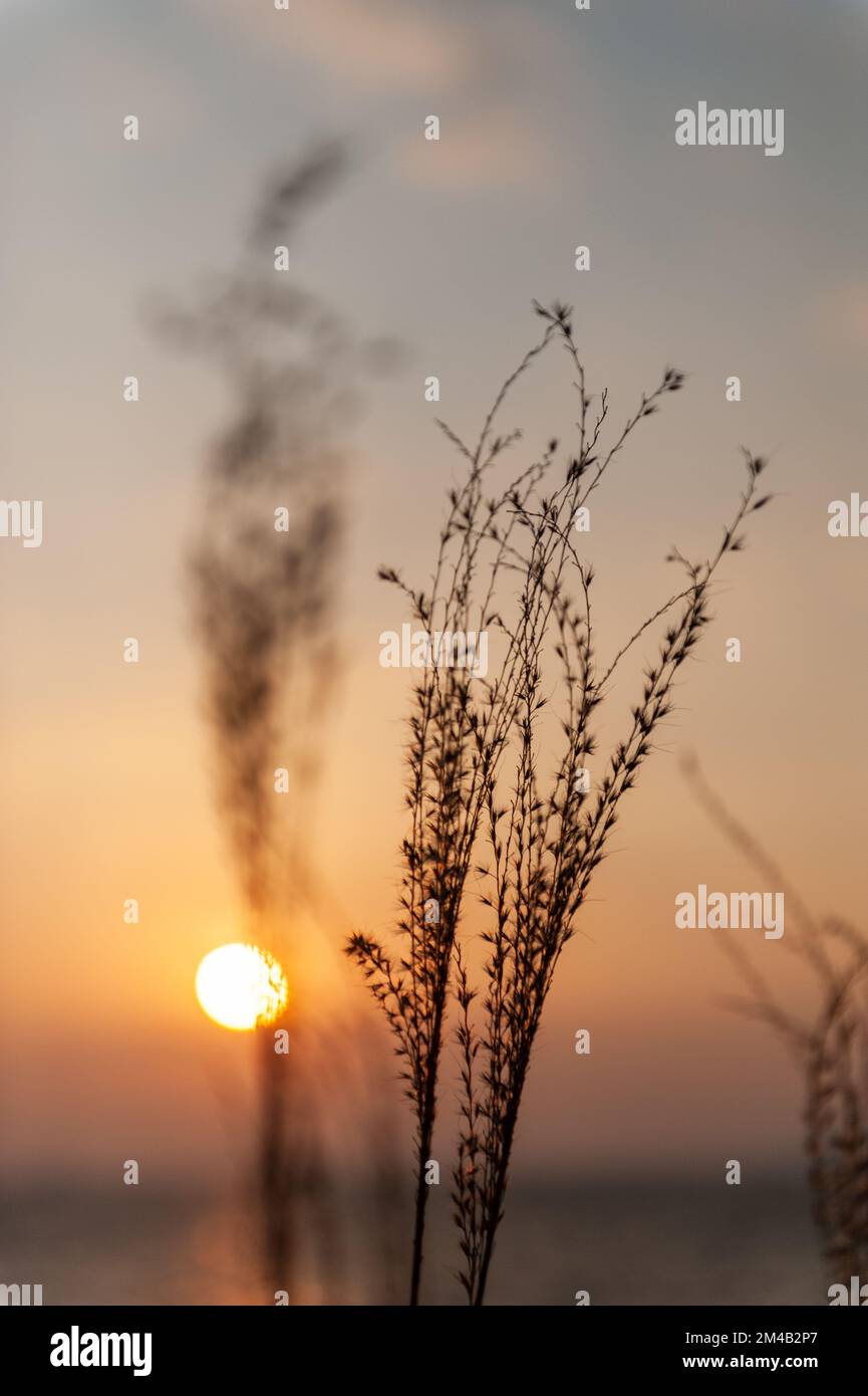 Backlit image of a reed, shot during sunset on Shiraishi Island, Japan ...