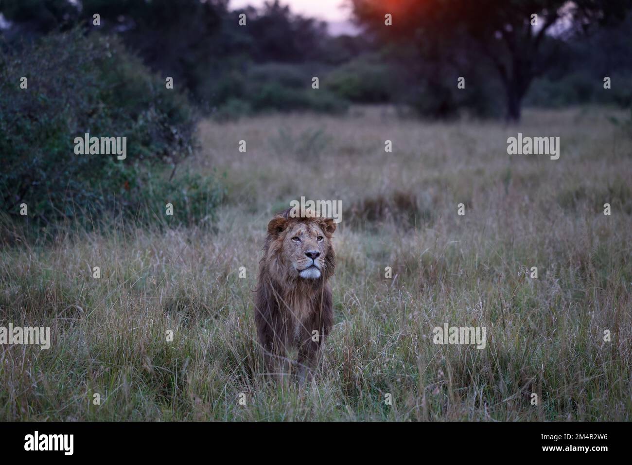 Roaming katze hi-res stock photography and images - Alamy