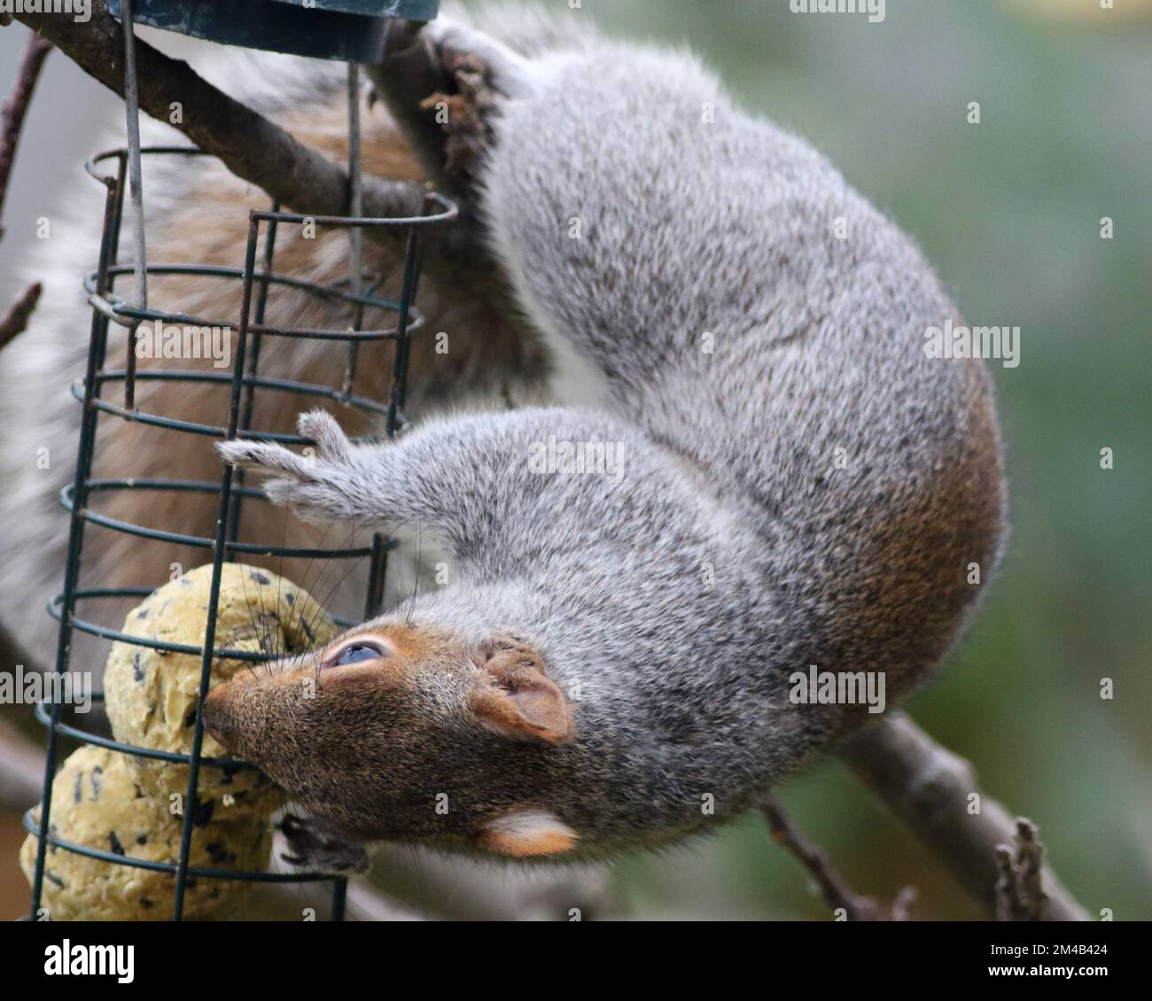 Fat grey squirrel hi-res stock photography and images - Alamy