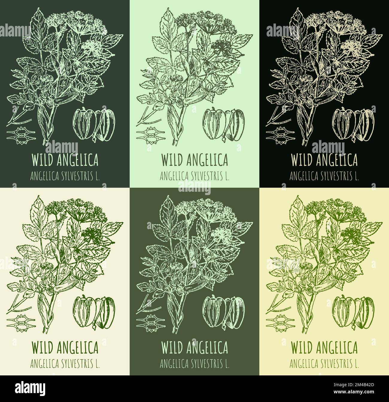 Set of vector drawings WILD ANGELICA in different colors. Hand drawn ...
