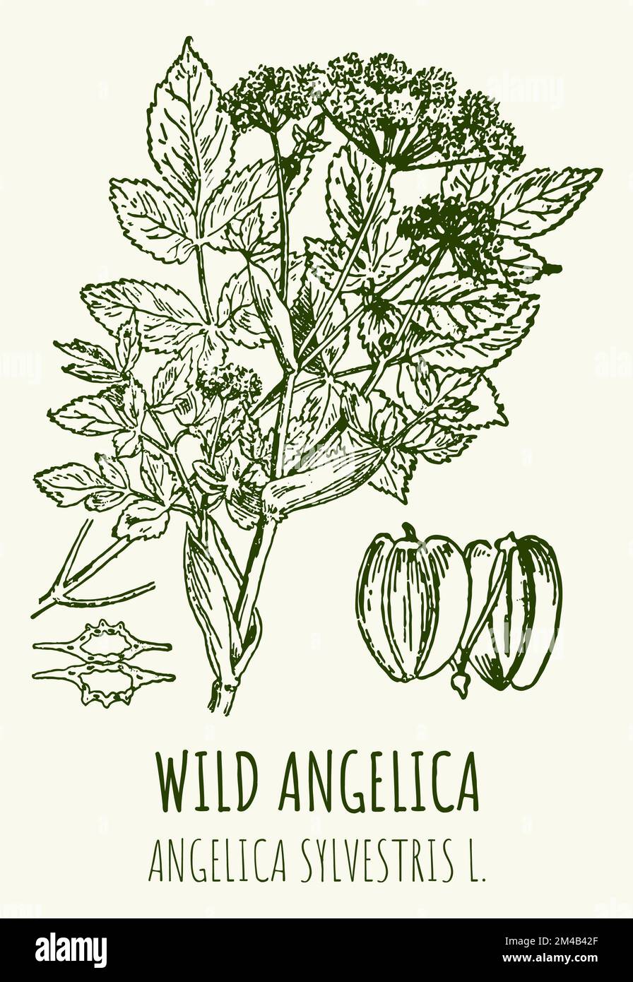 Vector drawings of WILD ANGELICA. Hand drawn illustration. Latin name ...