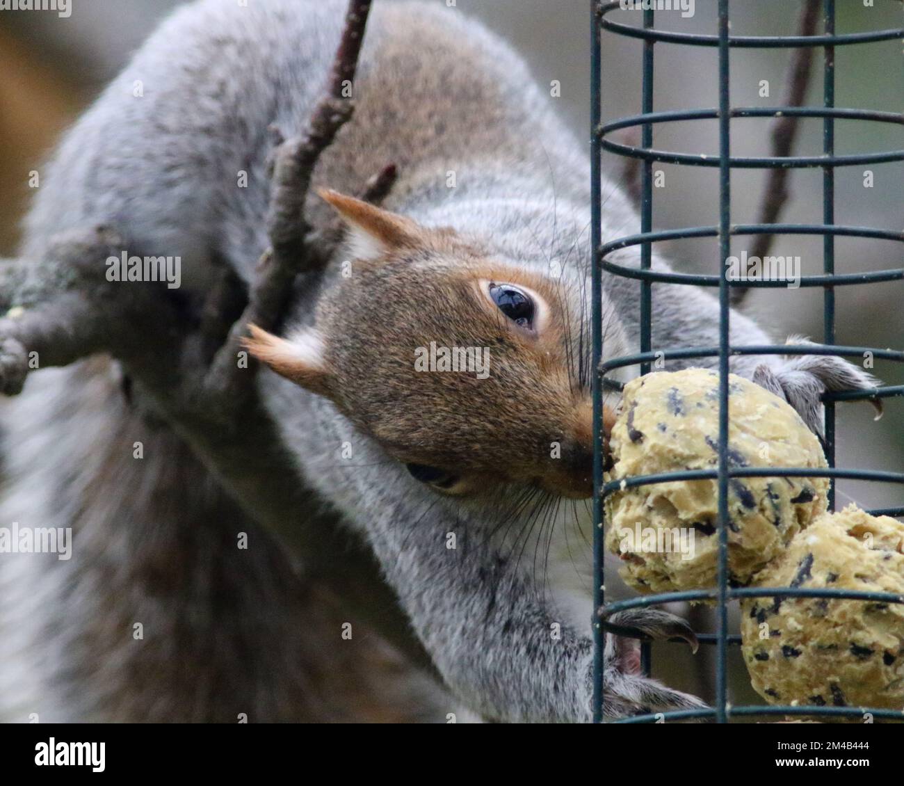 Fat grey squirrel hi-res stock photography and images - Alamy