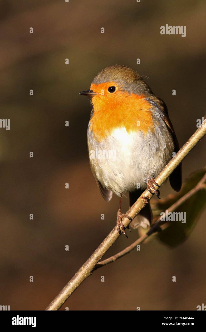 Puffed up bird hi-res stock photography and images - Alamy