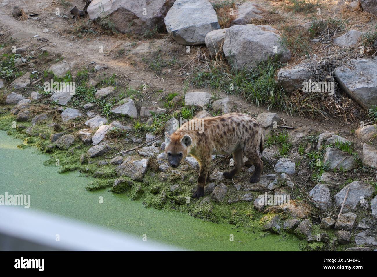 Hyena standing by the water in the zoo. top shot. hyena Stock Photo - Alamy