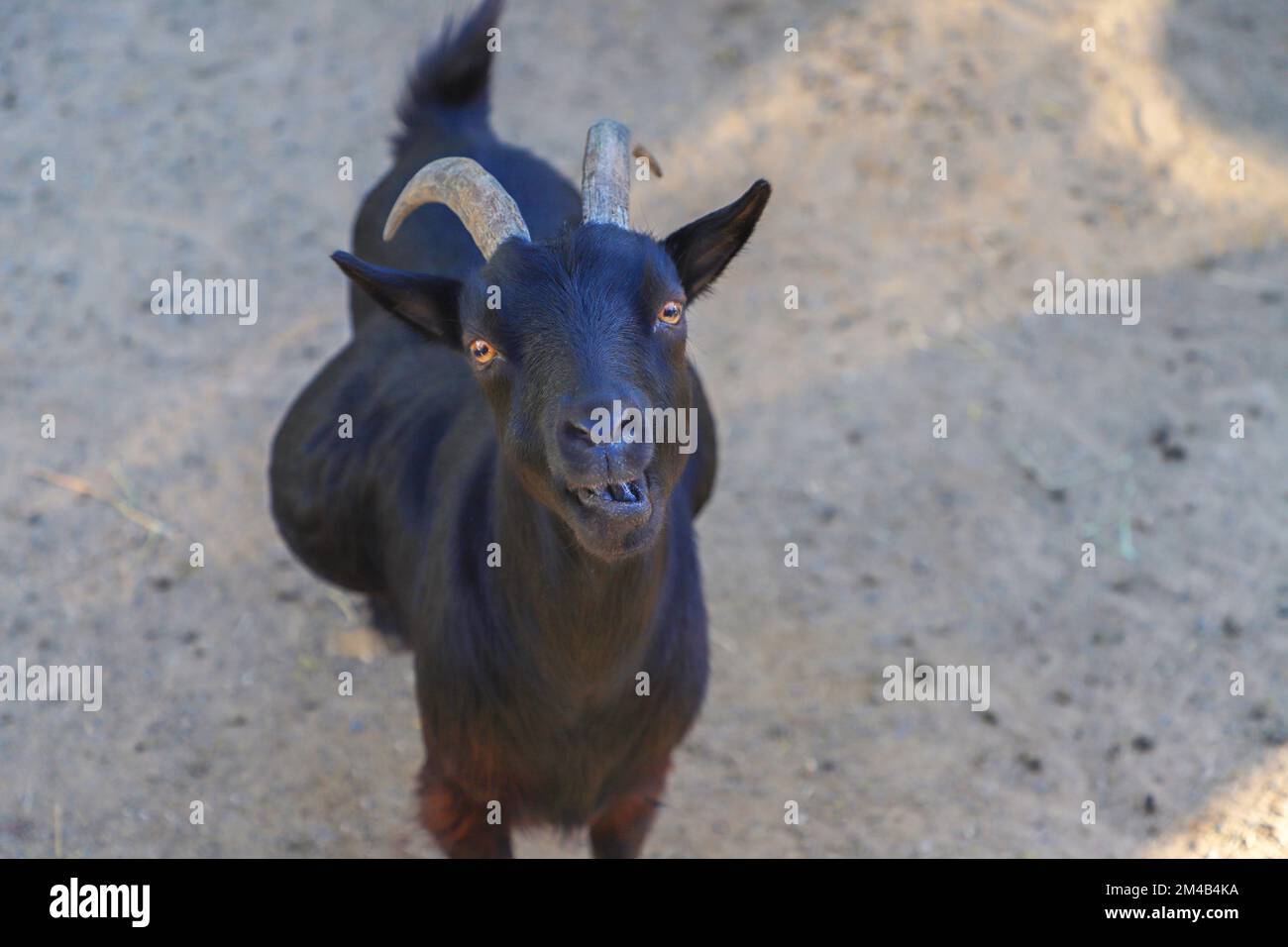 Cute brown color goat, horned goat looking at the camera Stock Photo ...