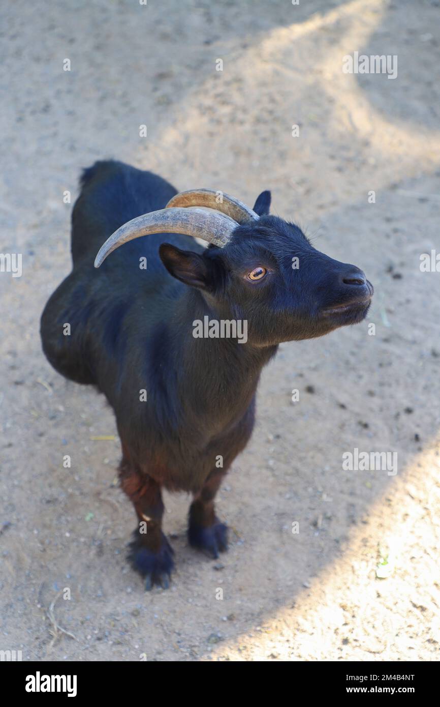 Cute brown color goat, horned goat looking at the camera Stock Photo ...