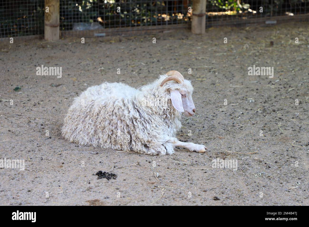 Curly haired sheep hi-res stock photography and images - Alamy