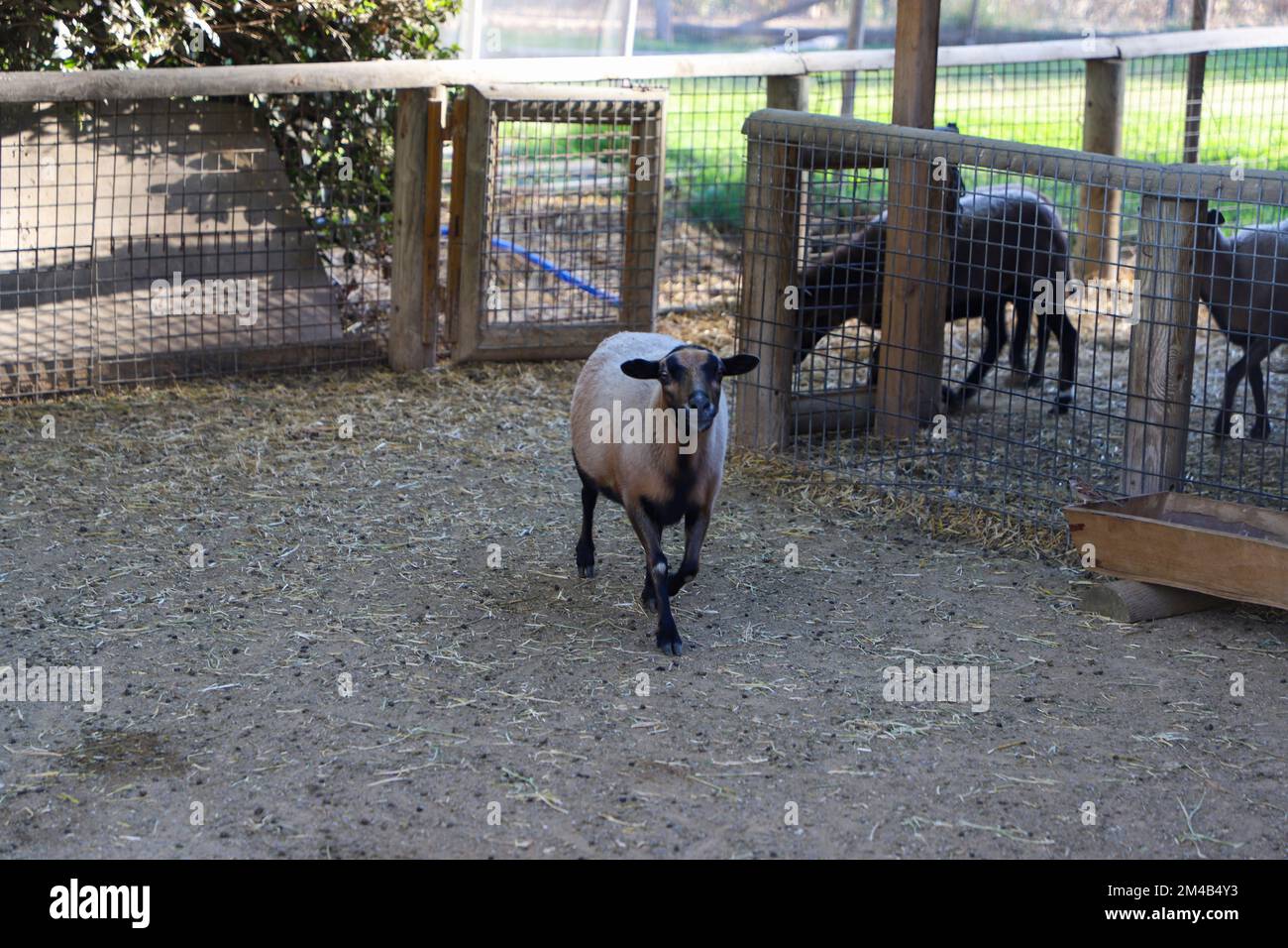 Sheep of different colors walking around the farm, cute and healthy ...