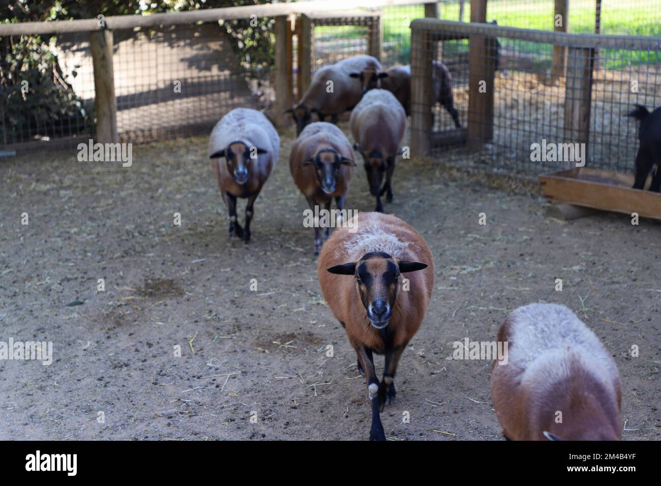 Sheep of different colors walking around the farm, cute and healthy ...