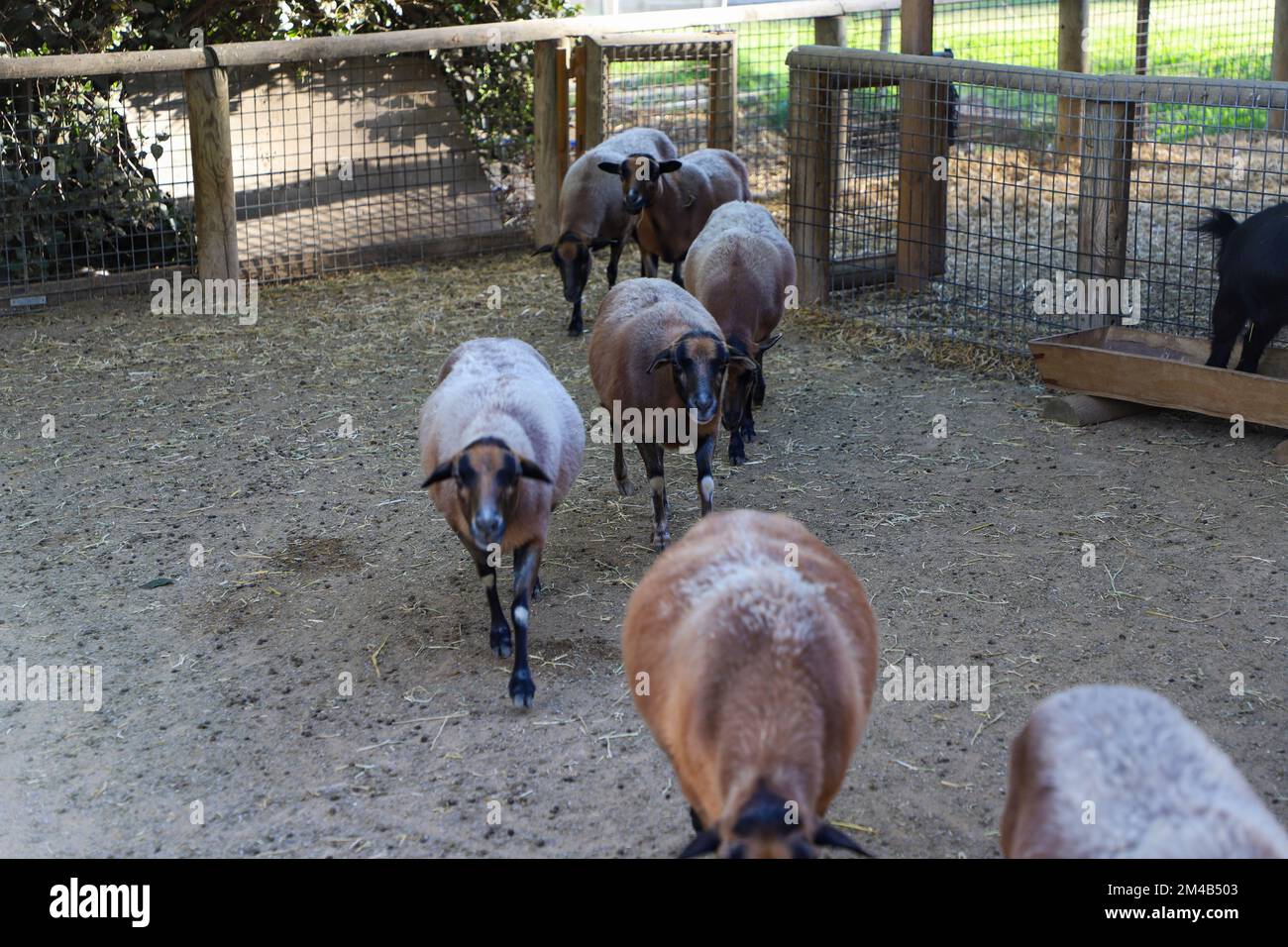 Cute lamb cartoon hi-res stock photography and images - Alamy