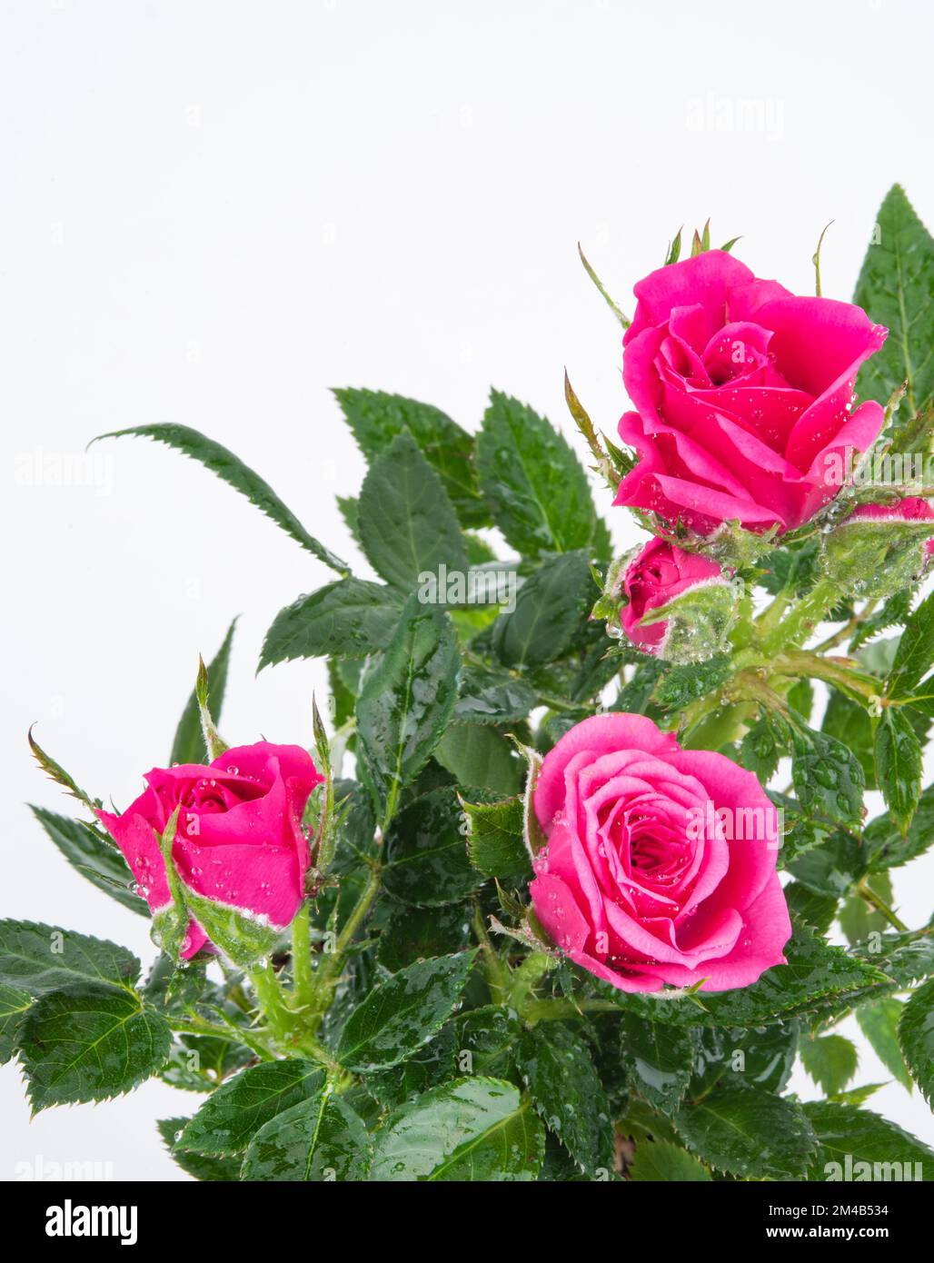 Beautiful tea rose bush with pink flowers on an isolated background ...