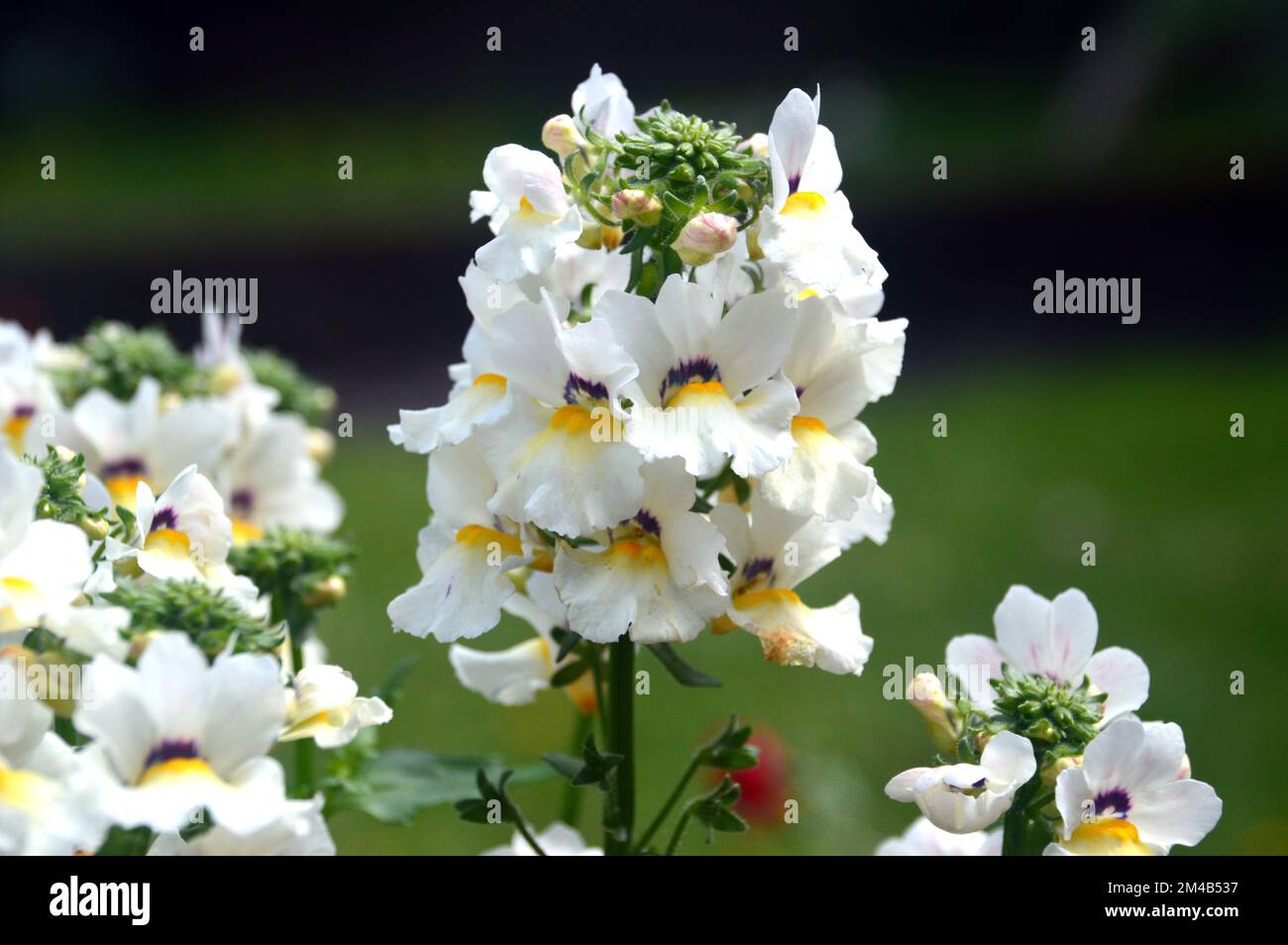 White/Yellow Nemesia 'Lyric White' Flowers grown in a Border in an ...