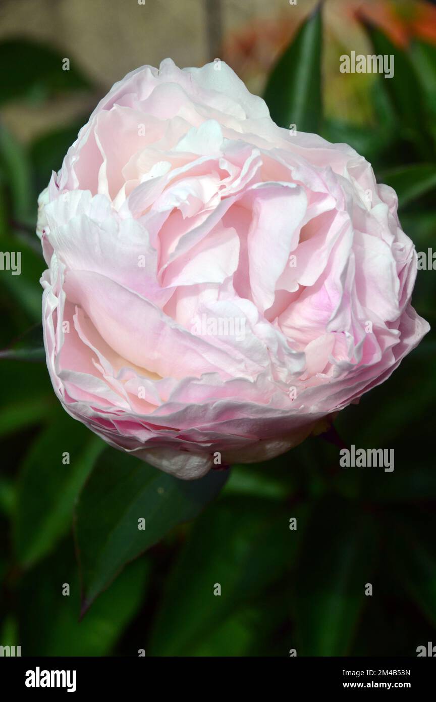 Single Large White/Pink Paeonia lactiflora 'Shirley Temple' (Peony ...