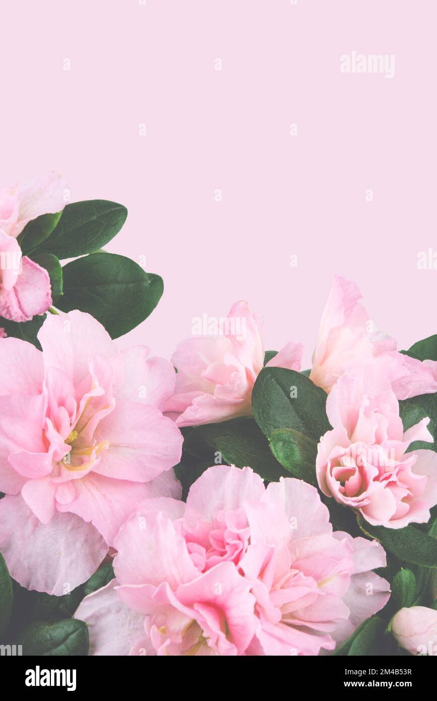 beautiful pink pastel spring flowers on pink background. Vertical ...