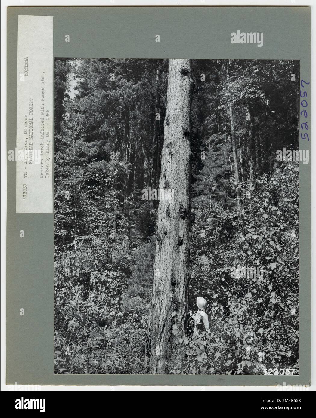 Forest Diseases - Montana. Photographs Relating to National Forests ...