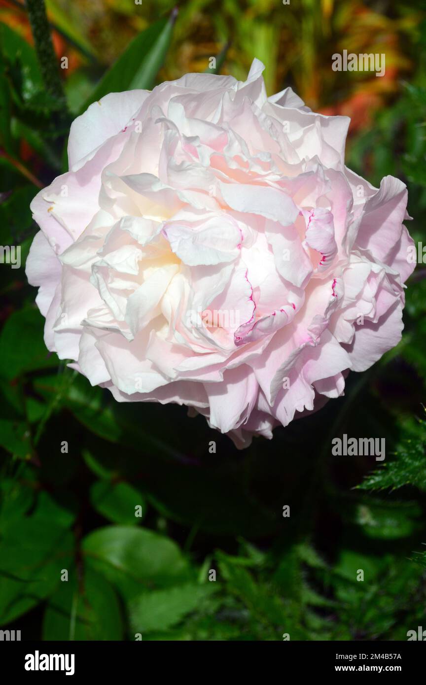 Single Large White/Pink Paeonia lactiflora 'Shirley Temple' (Peony ...