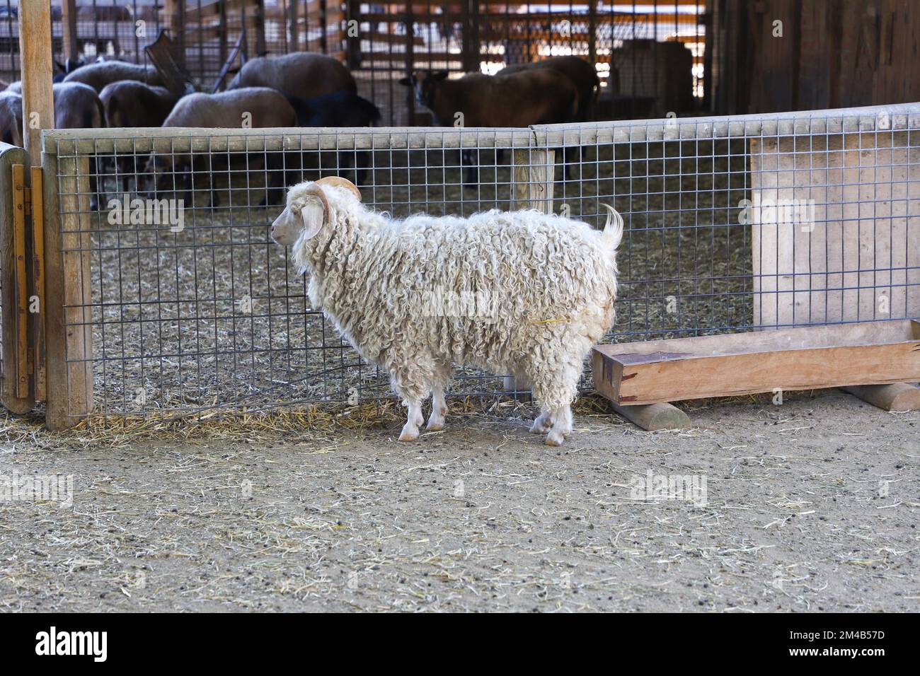 Curly haired sheep hi-res stock photography and images - Alamy