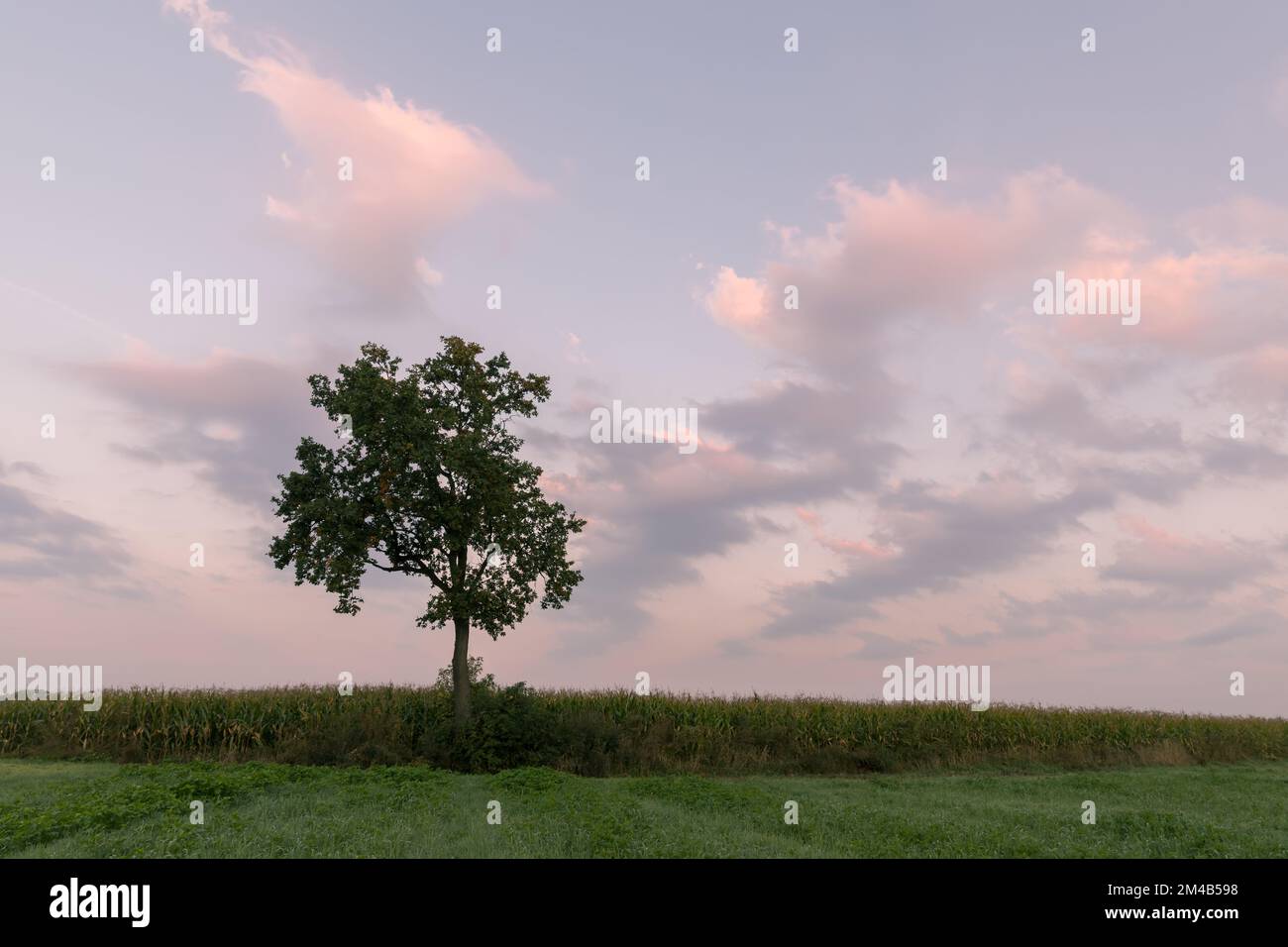 Sunrise and the silhouette of a lonely tree. Landscape Stock Photo - Alamy