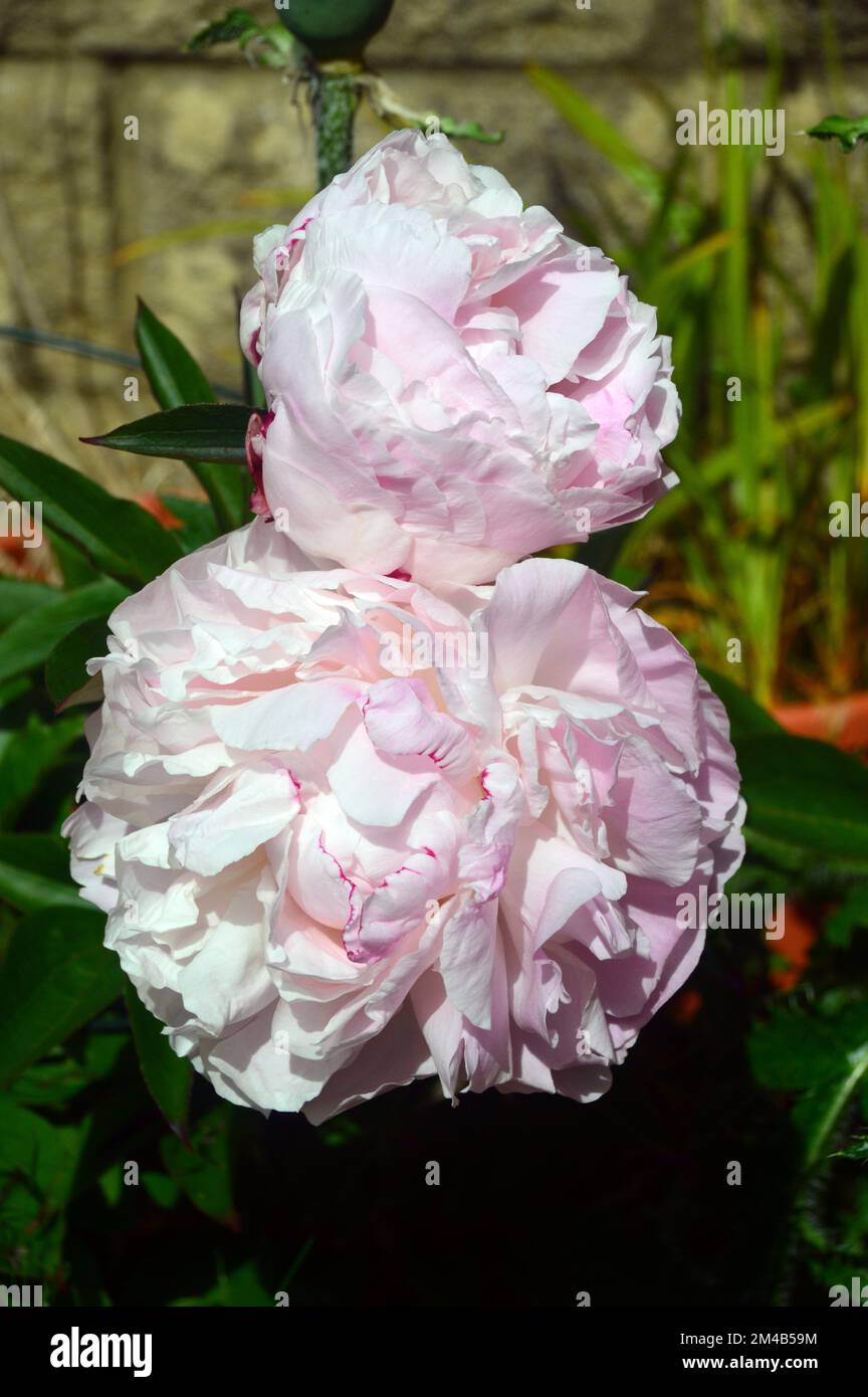 Pair of Large White/Pink Paeonia lactiflora 'Shirley Temple' (Peony ...
