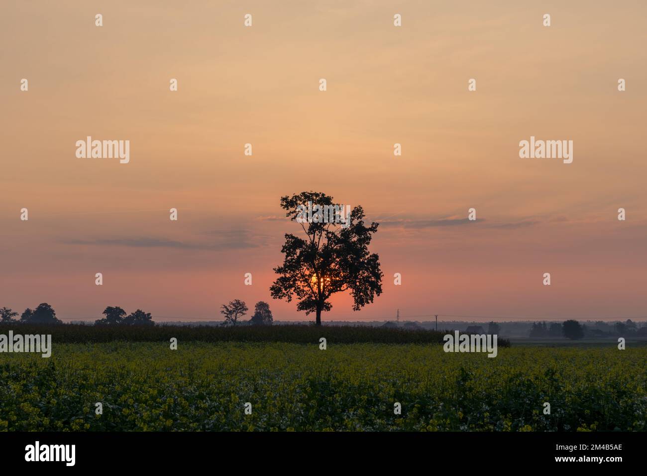 Lonely tree landscape hi-res stock photography and images - Alamy