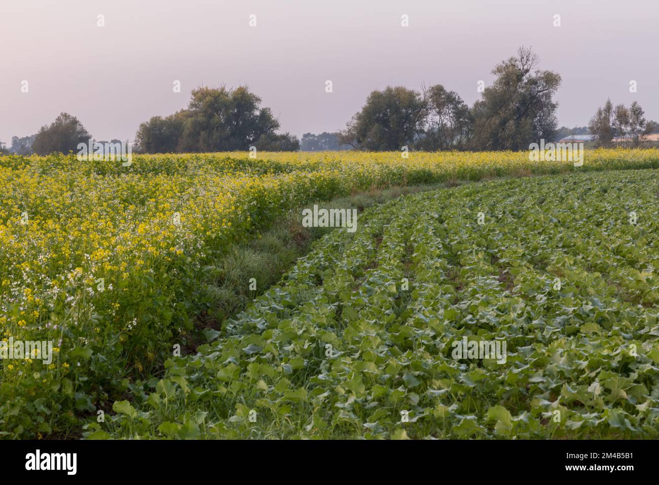 Rapeseed village hi-res stock photography and images - Alamy