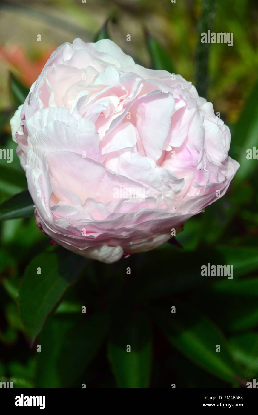Single Large White/Pink Paeonia lactiflora 'Shirley Temple' (Peony ...