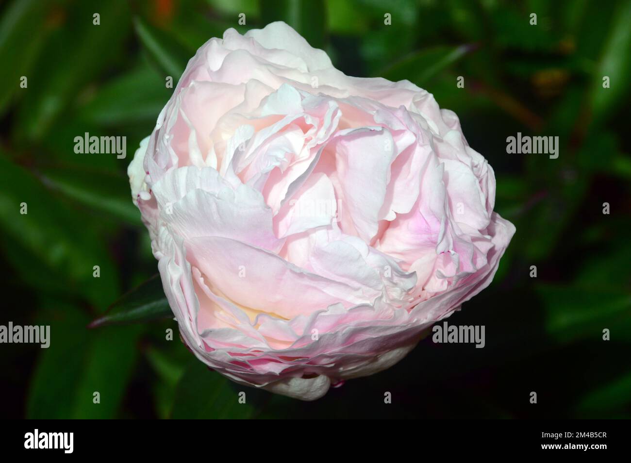Single Large White/Pink Paeonia lactiflora 'Shirley Temple' (Peony ...