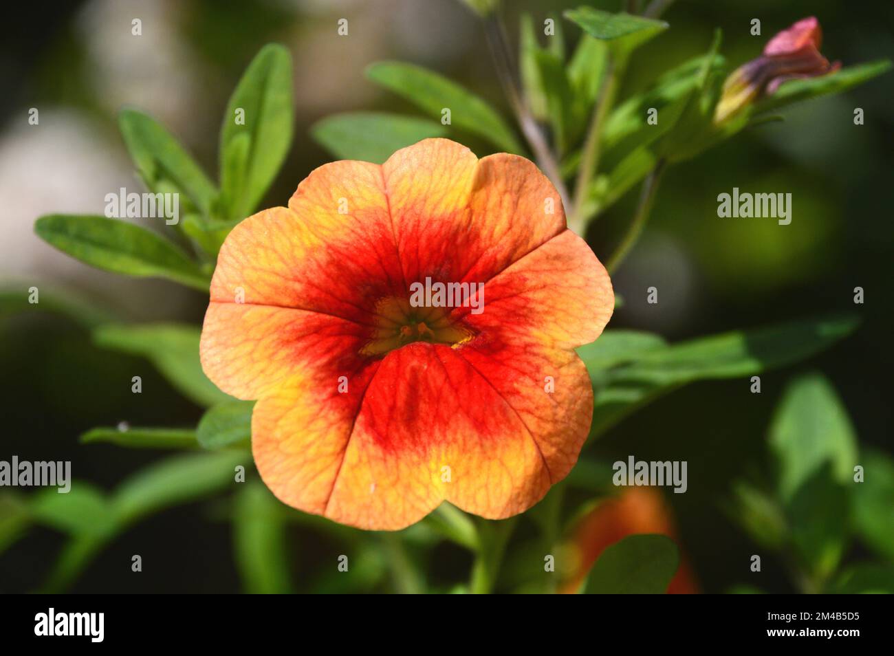 Orange veining hi-res stock photography and images - Alamy